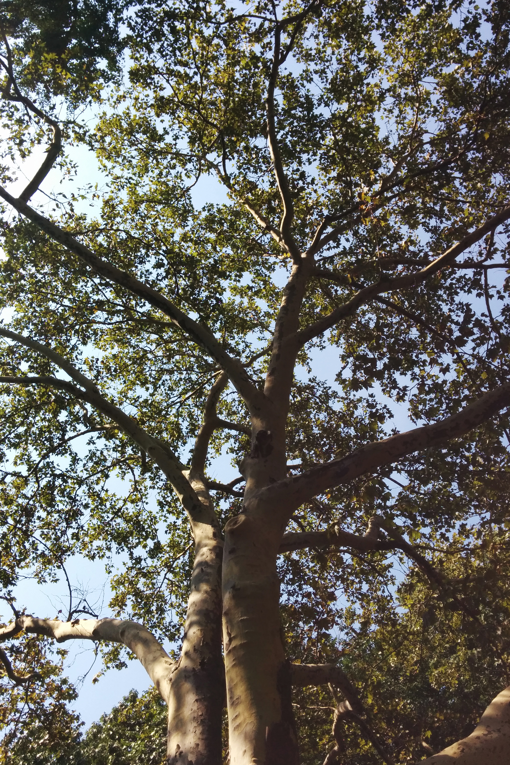 London Plane Trees - Madison Square Park Conservancy