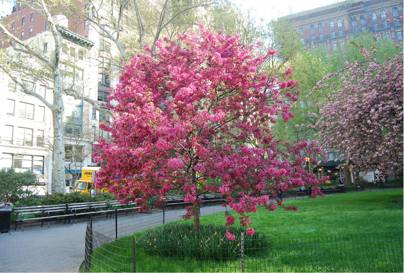 Arboretum - Crabapple — Madison Square Park Conservancy