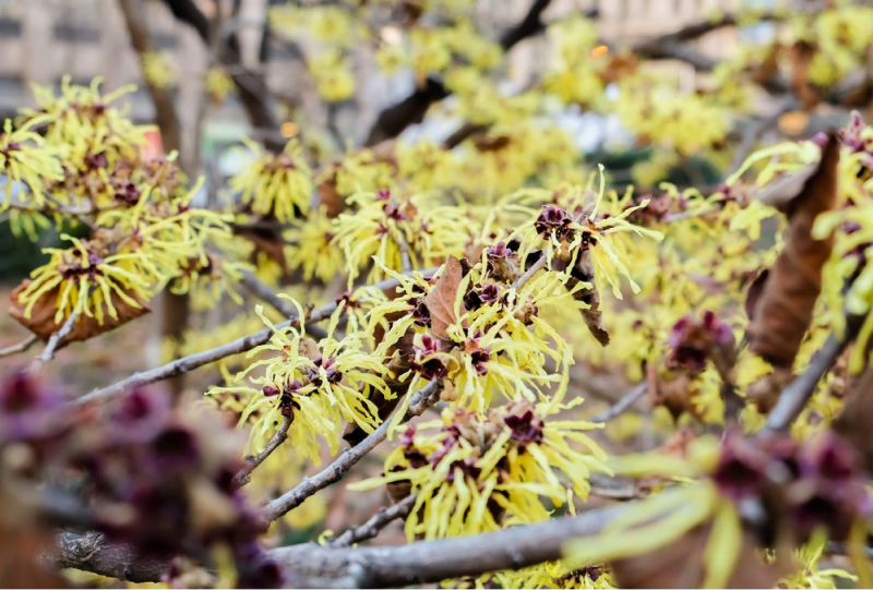 Plant Collection - Witch Hazel Collection — Madison Square Park Conservancy