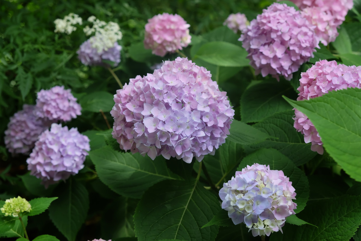 Plant Collection - Hydrangea Collection — Madison Square Park Conservancy