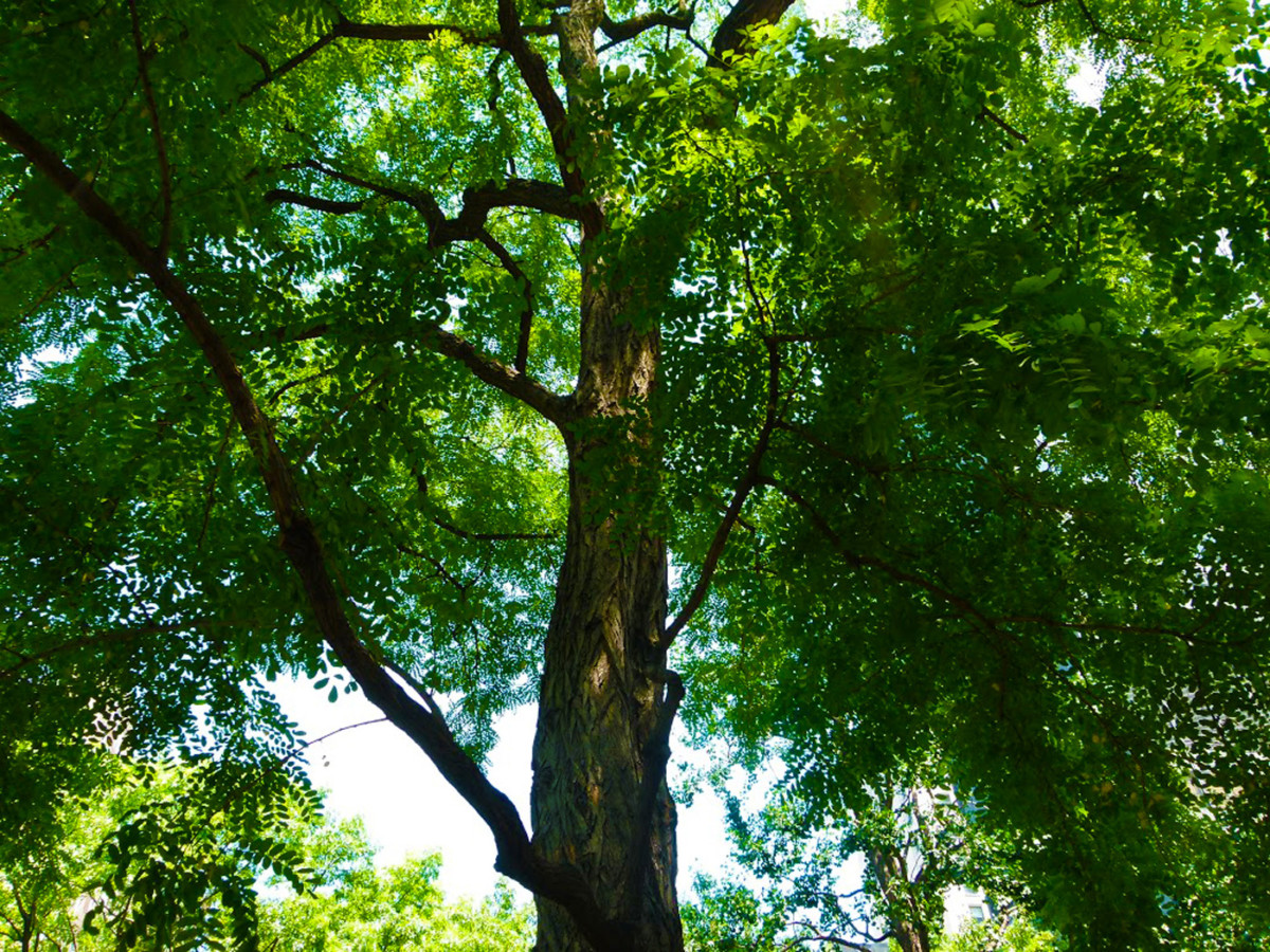 Arboretum - Black locust — Madison Square Park Conservancy