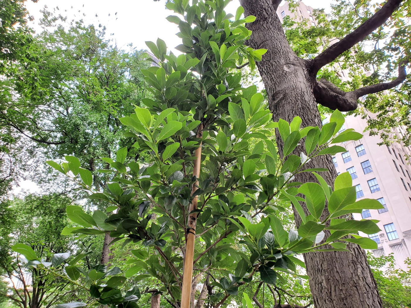 Arboretum - Black tupelo — Madison Square Park Conservancy