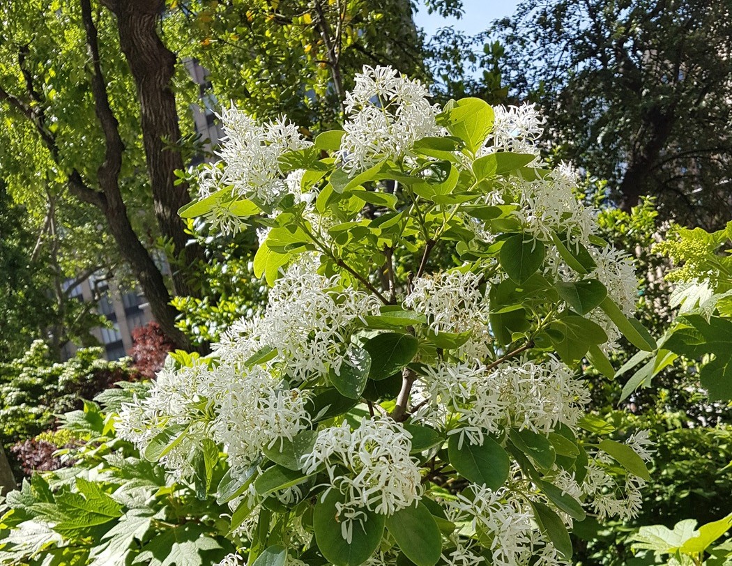 Arboretum - Chinese fringetree — Madison Square Park Conservancy