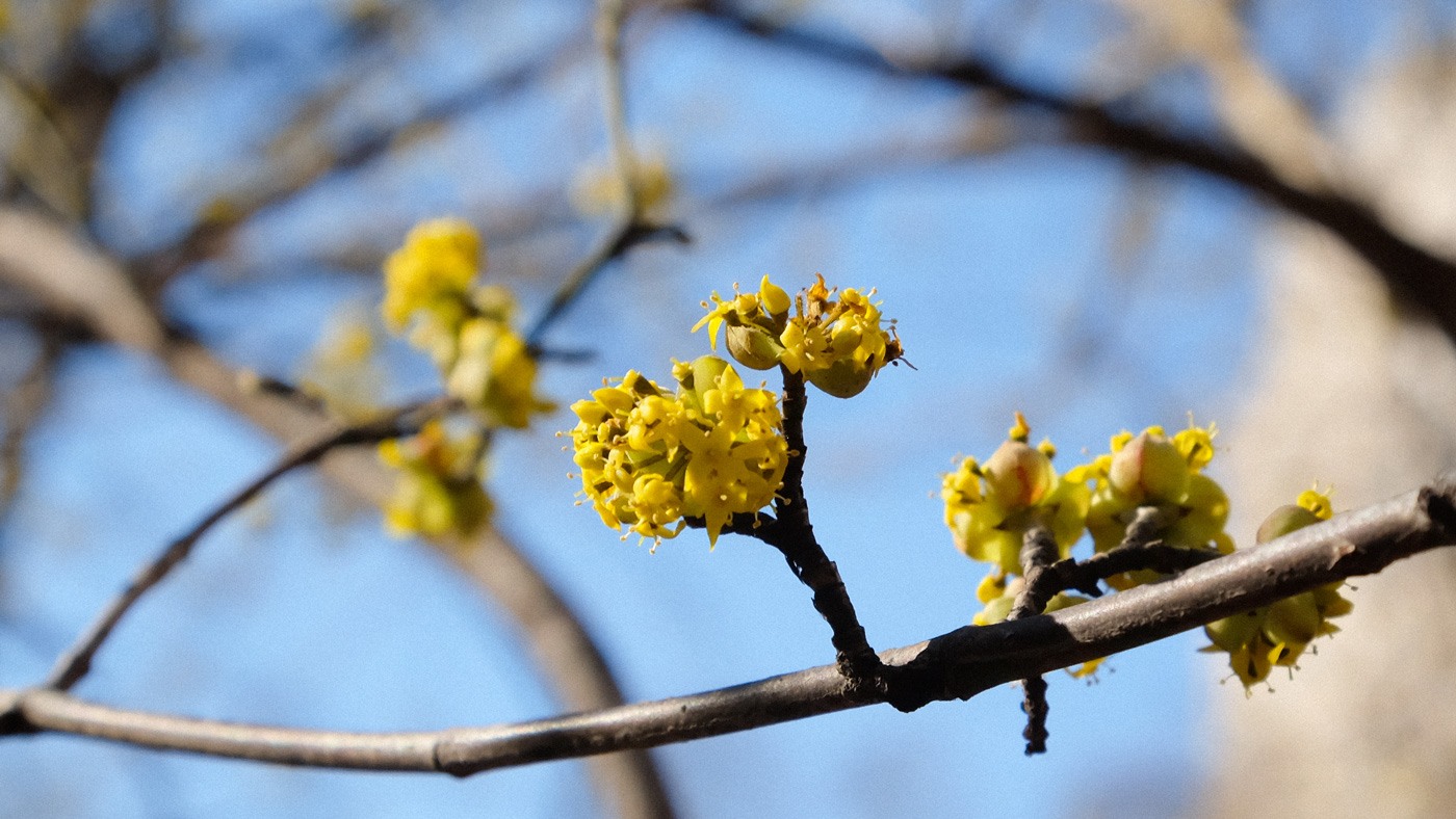 Arboretum - Cornelian cherry — Madison Square Park Conservancy
