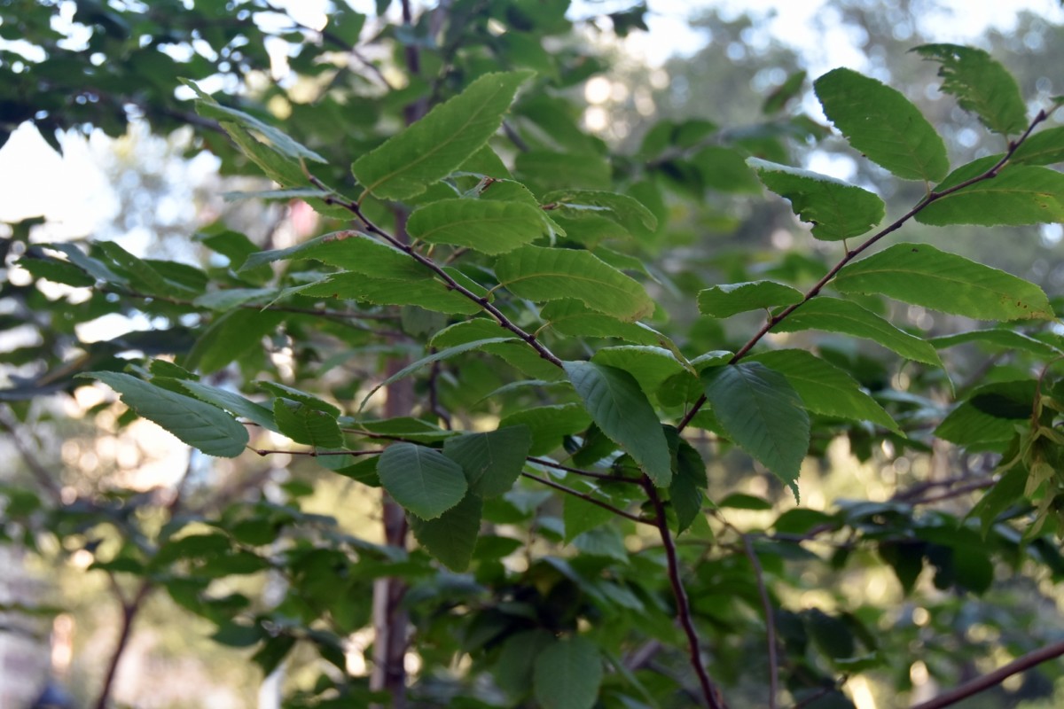 Arboretum - Musclewood — Madison Square Park Conservancy