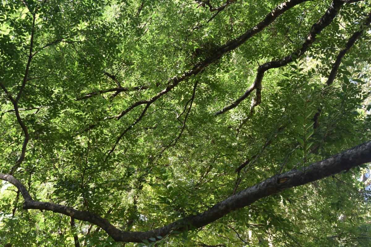 Arboretum - Chinese elm — Madison Square Park Conservancy