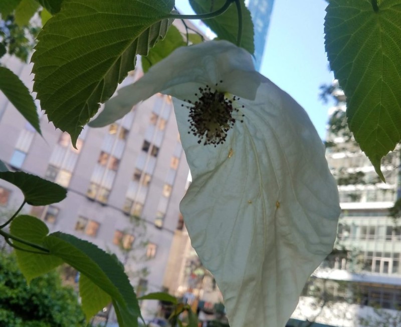 Arboretum - Dove tree — Madison Square Park Conservancy