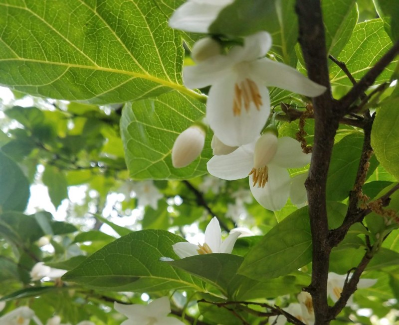 Arboretum - Japanese snowbell — Madison Square Park Conservancy