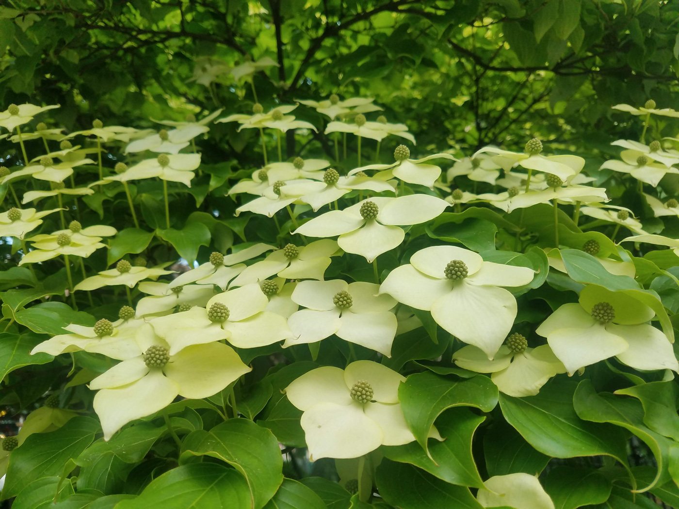 Arboretum - Kousa dogwood — Madison Square Park Conservancy