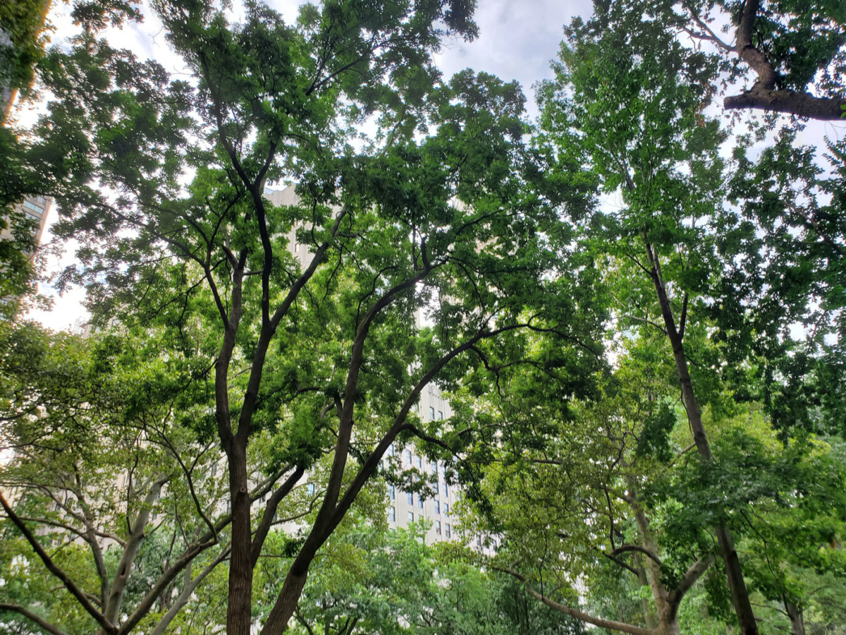 Arboretum - Pagoda tree — Madison Square Park Conservancy