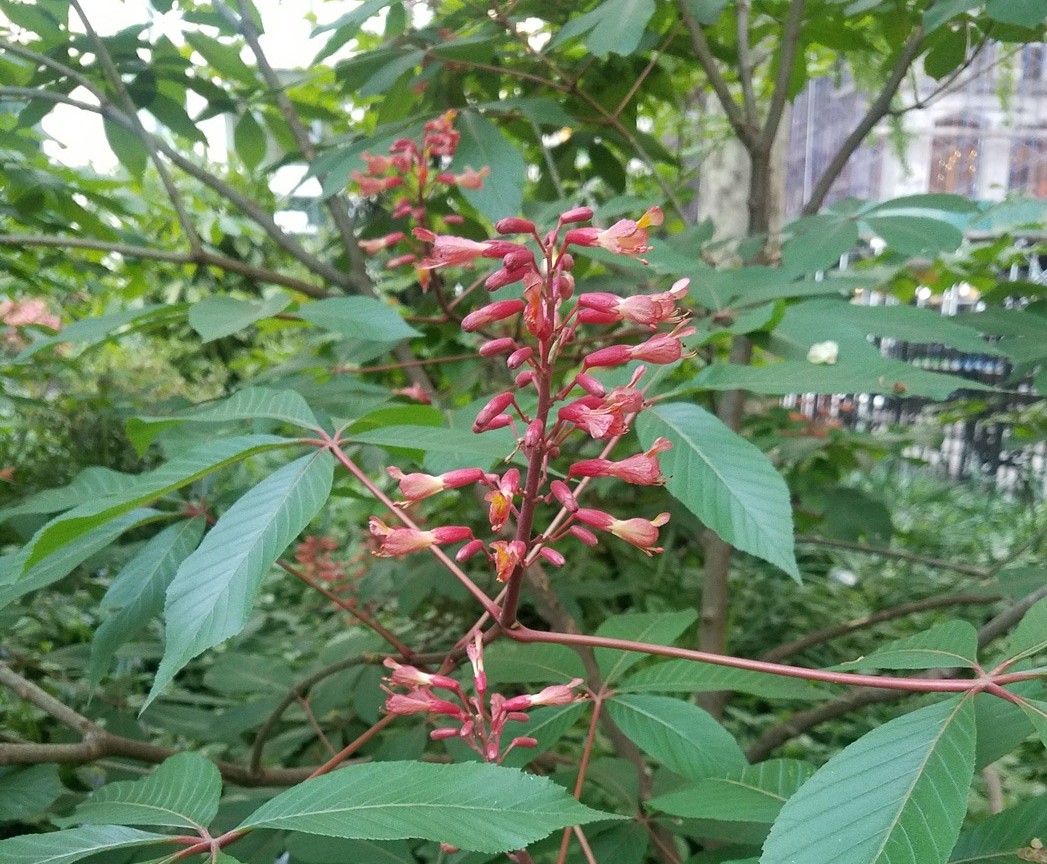 Arboretum - Red buckeye — Madison Square Park Conservancy