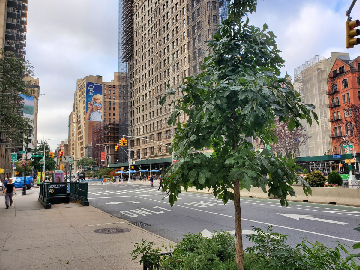 Arboretum - Swamp white oak — Madison Square Park Conservancy