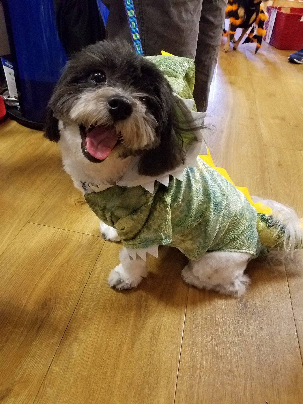 Meet Tasha — Madison Square Park Conservancy