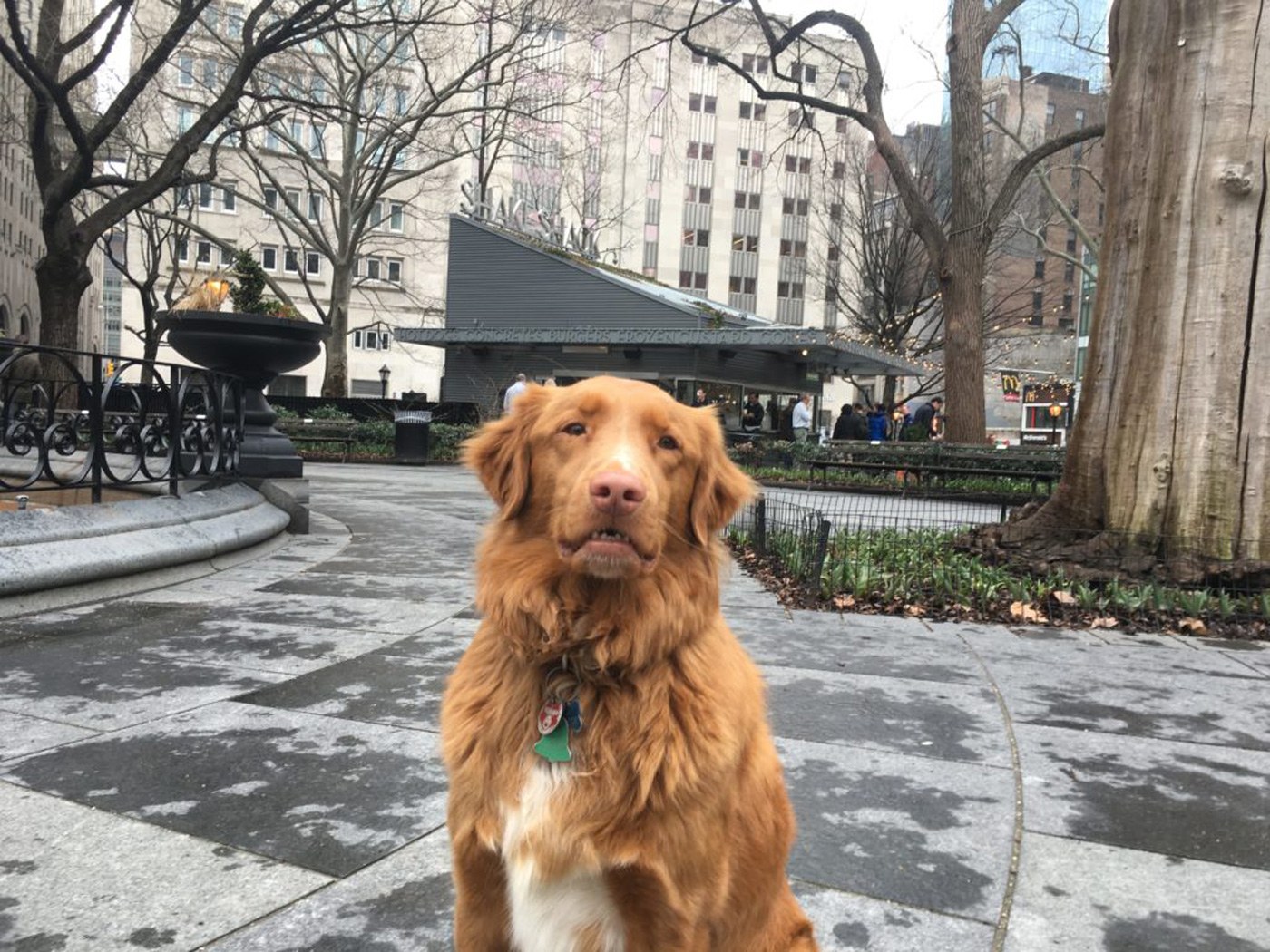 Meet TJ! — Madison Square Park Conservancy