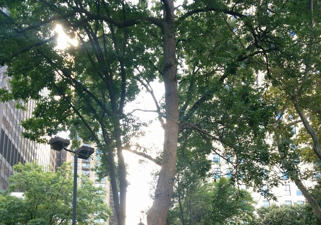 Arboretum - White ash — Madison Square Park Conservancy