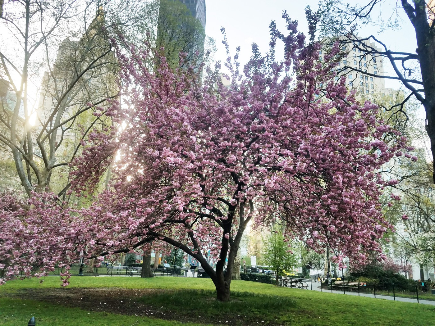 Arboretum - Kwanzan cherry — Madison Square Park Conservancy