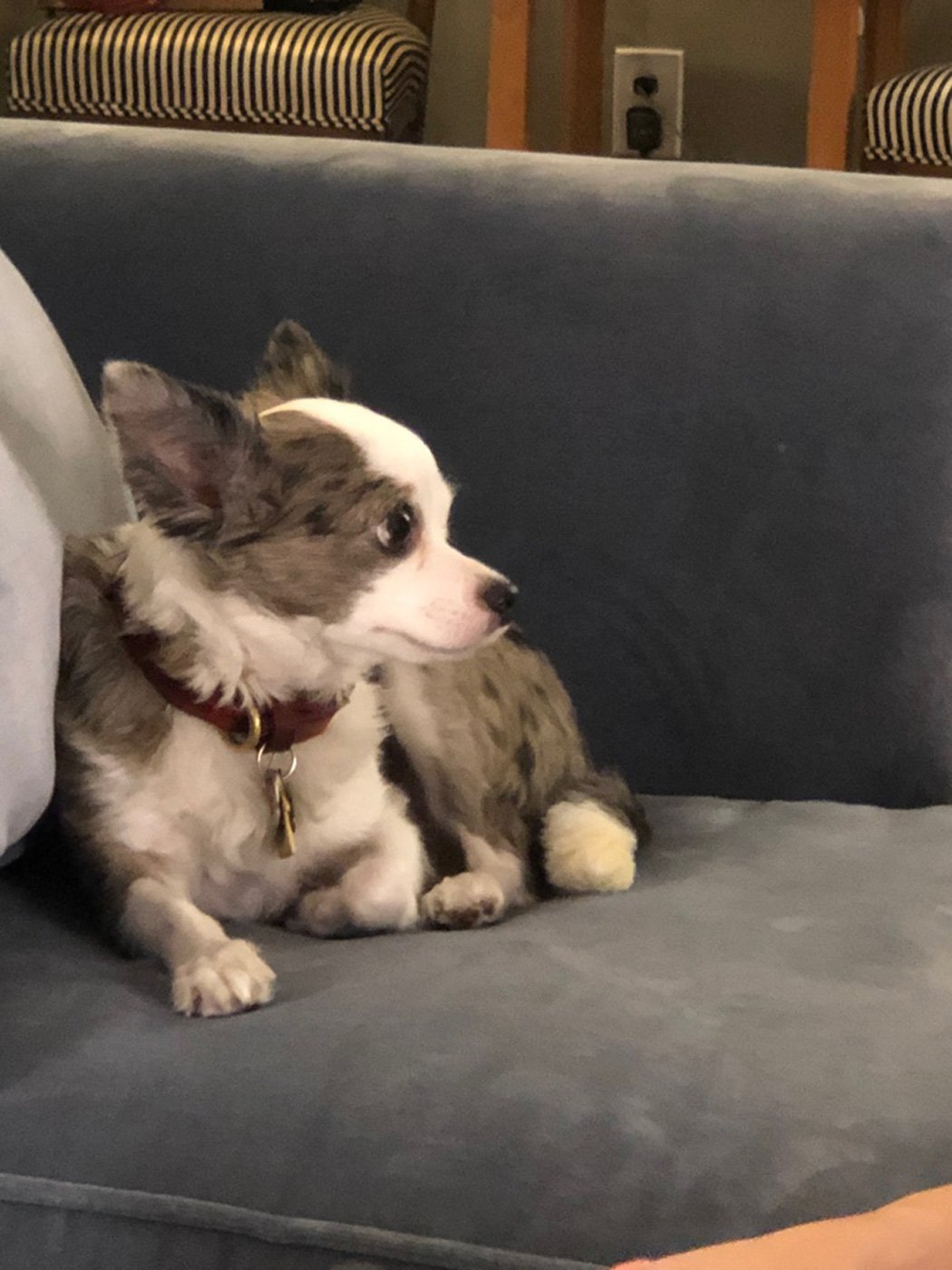 Meet Gustavo — Madison Square Park Conservancy
