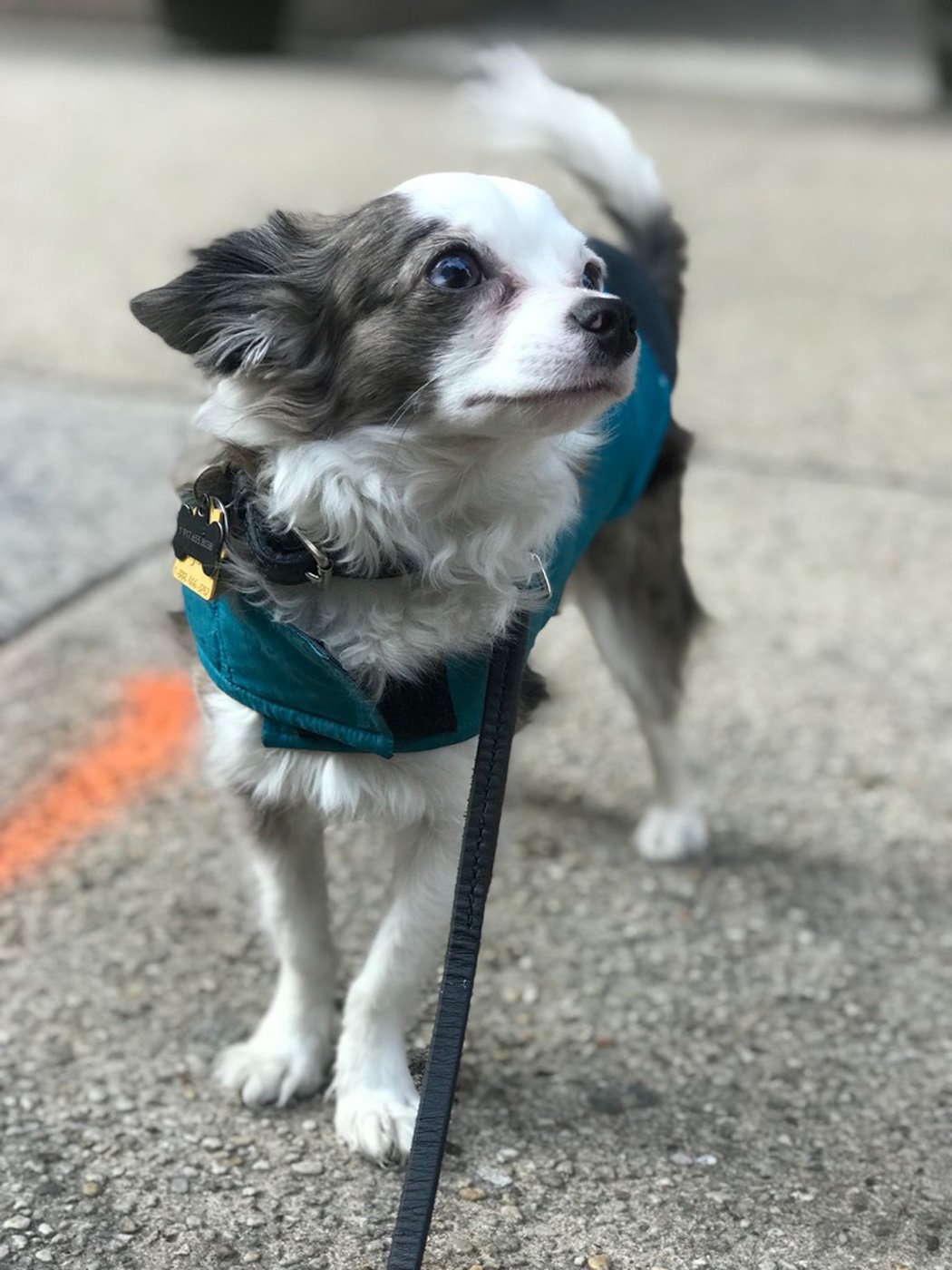 Meet Gustavo — Madison Square Park Conservancy