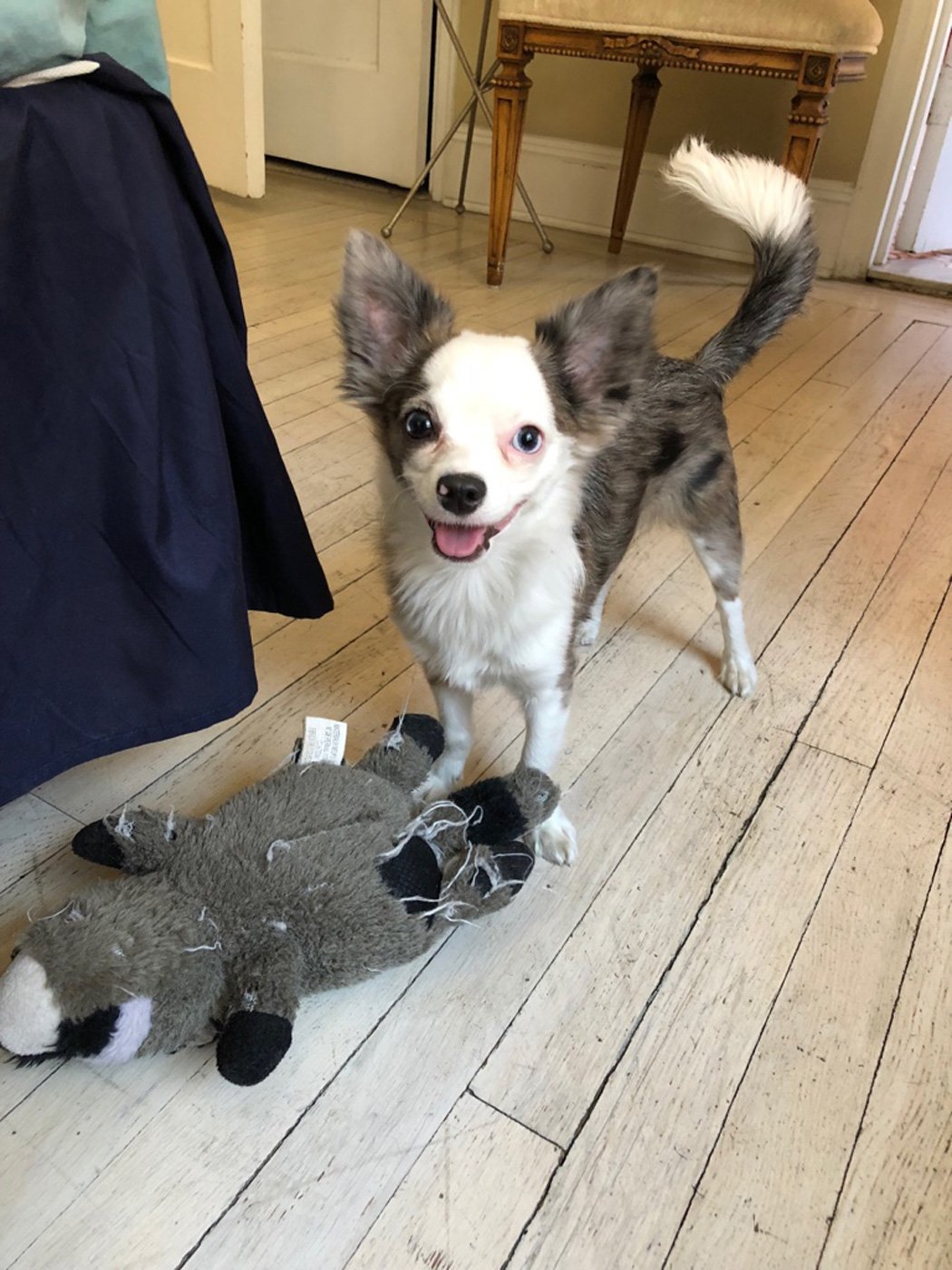 Meet Gustavo — Madison Square Park Conservancy