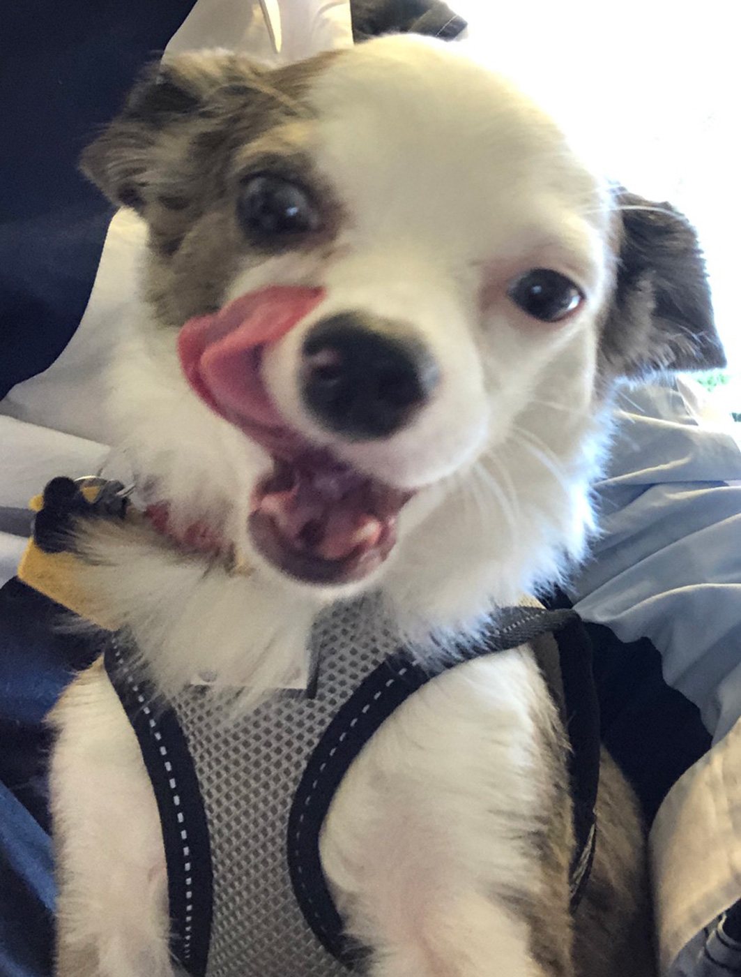 Meet Gustavo — Madison Square Park Conservancy