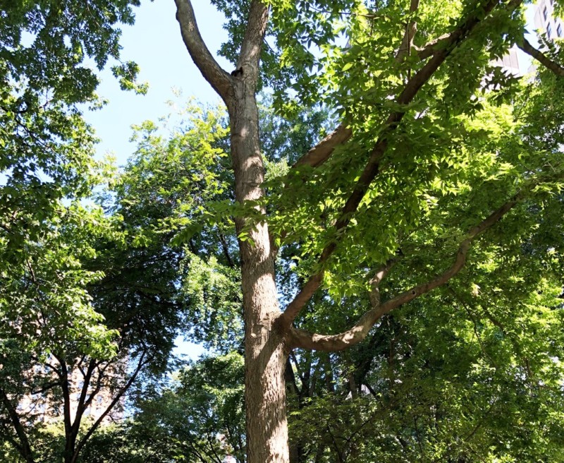 Arboretum - Hackberry — Madison Square Park Conservancy