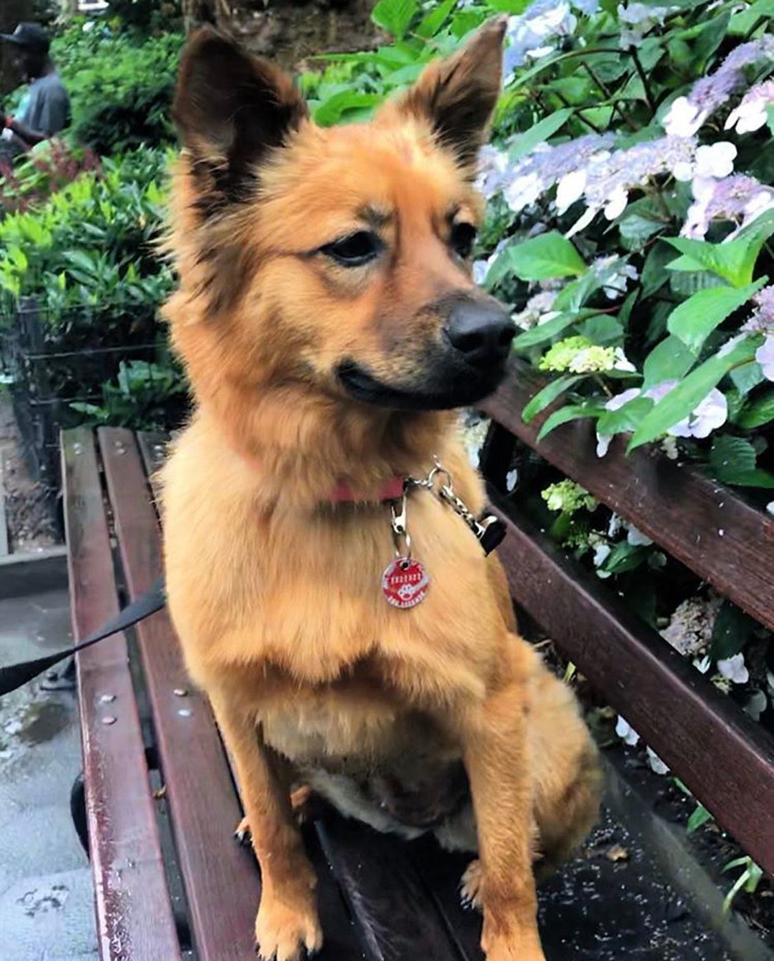 Meet Harper — Madison Square Park Conservancy