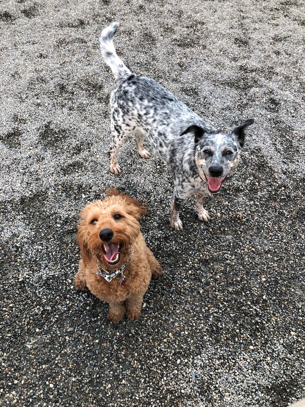 Meet Shay — Madison Square Park Conservancy