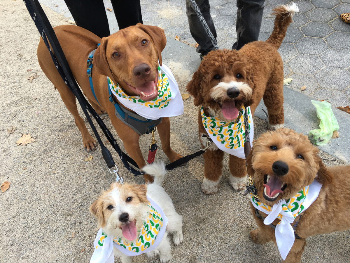 Meet Shay — Madison Square Park Conservancy