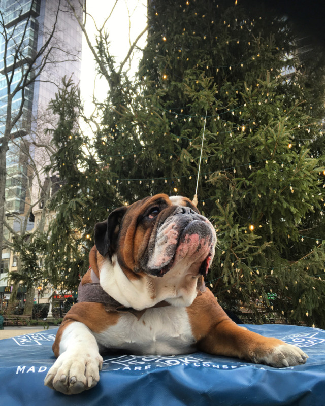 Meet Winston — Madison Square Park Conservancy