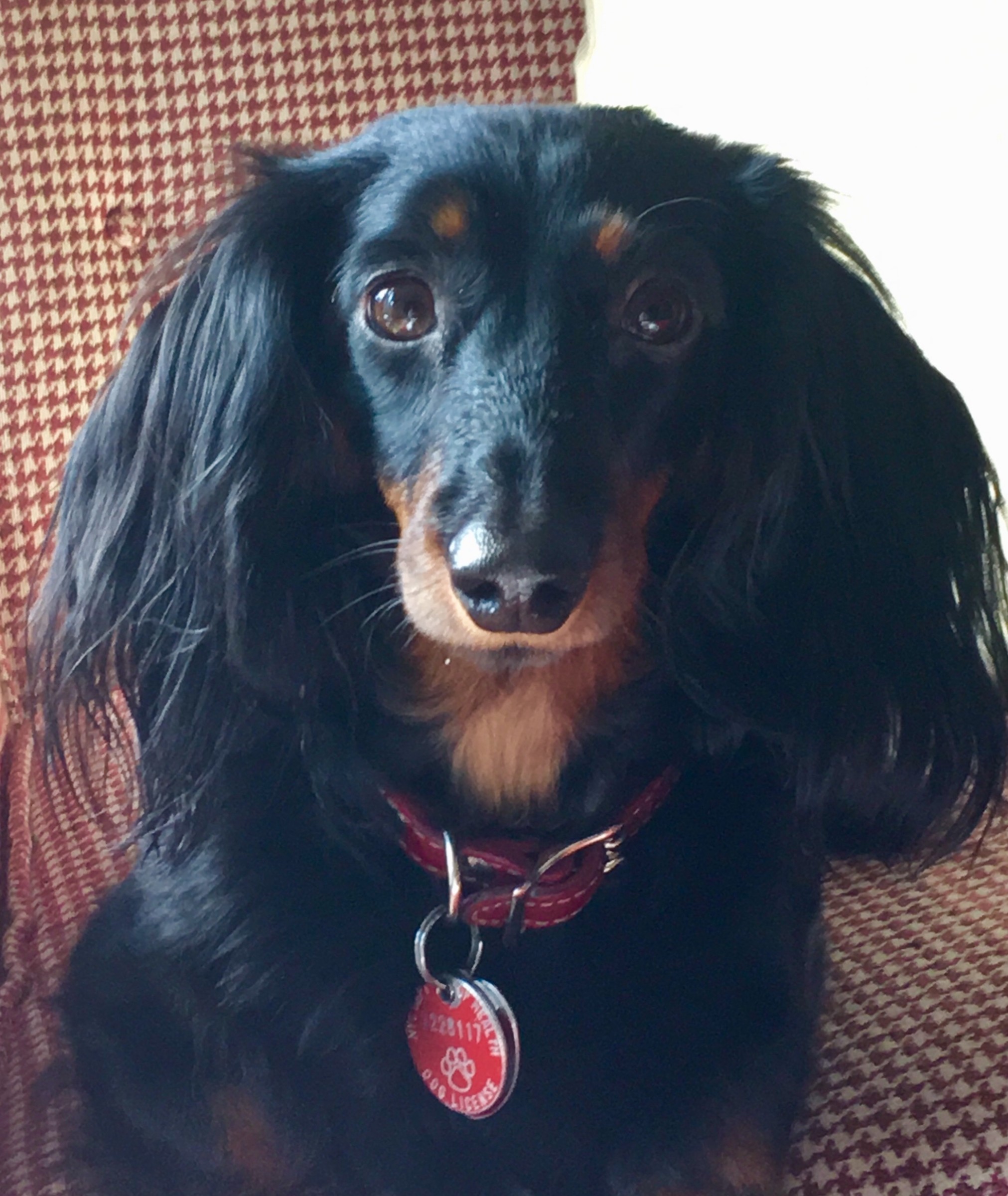 Meet Romeo — Madison Square Park Conservancy