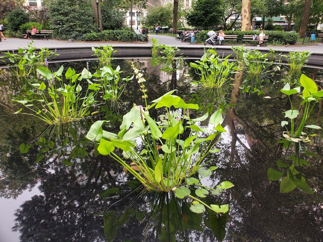 The Reflecting Pool Blooms — Madison Square Park Conservancy