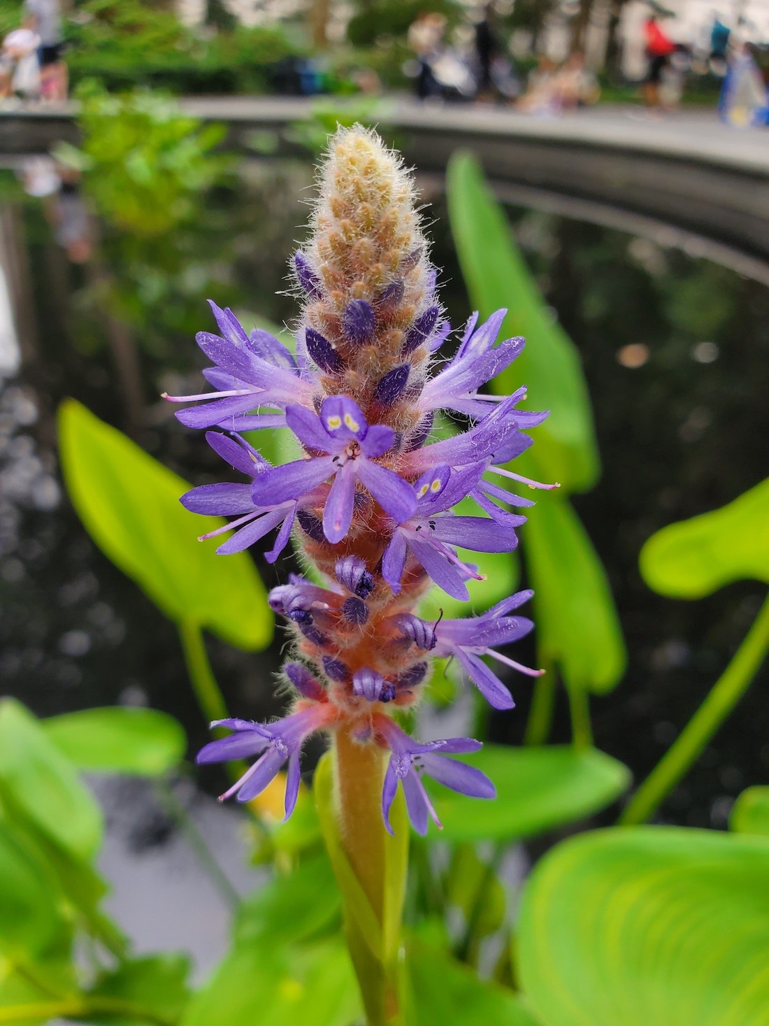The Reflecting Pool Blooms — Madison Square Park Conservancy