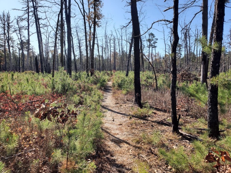 What Can We Learn from the Pine Barrens? — Madison Square Park Conservancy
