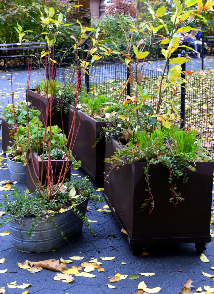 Winter Native Plant Garden — Madison Square Park Conservancy
