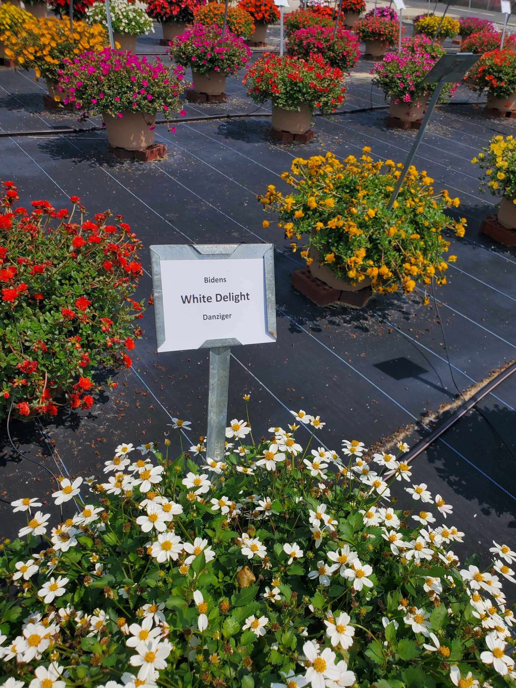 Designing Our Garden Exhibitions — Madison Square Park Conservancy