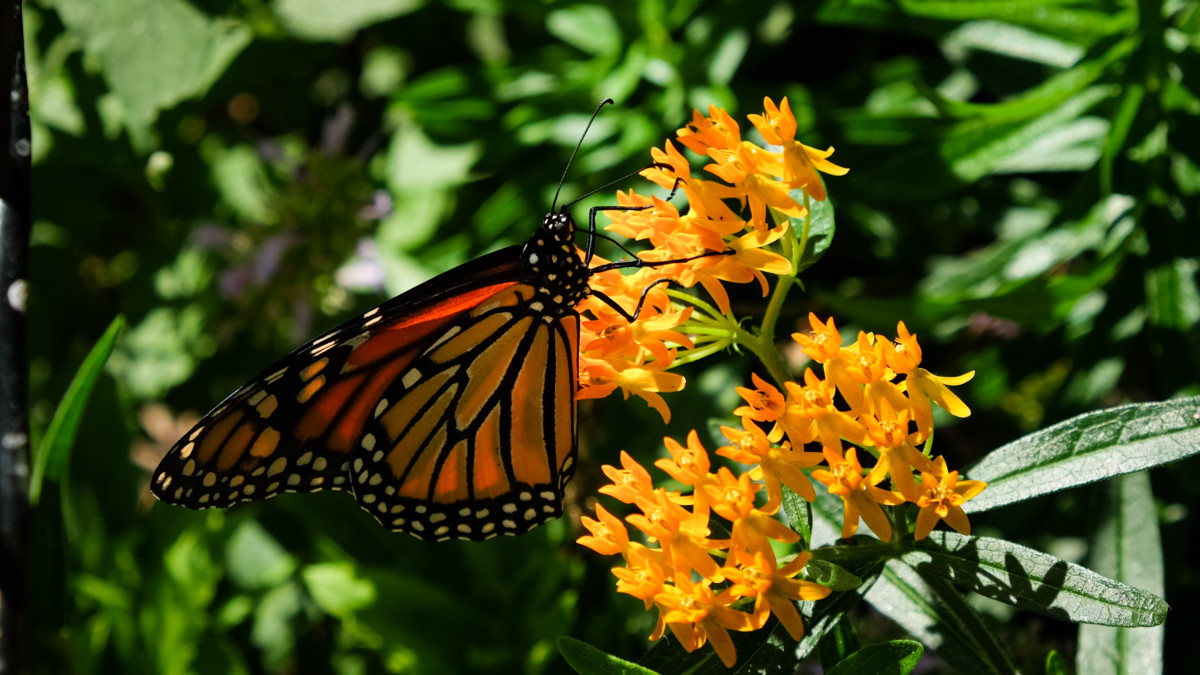 The Park's Monarch Magnets — Madison Square Park Conservancy