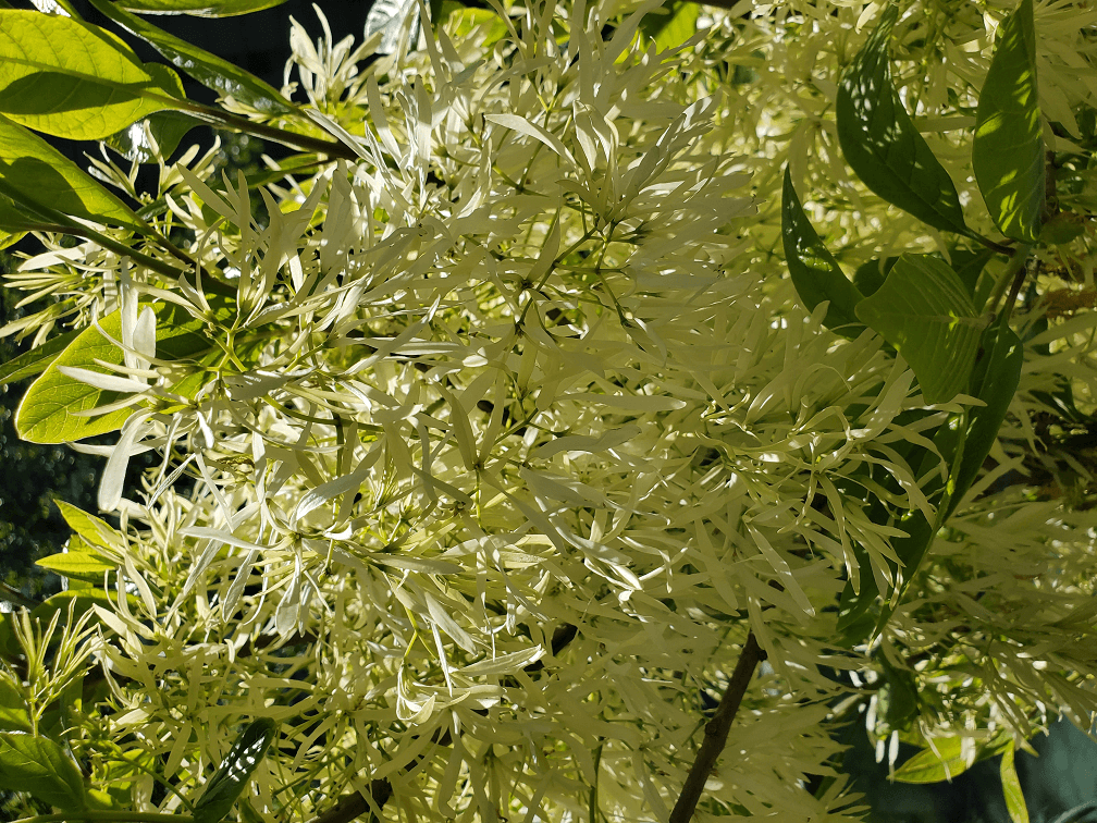 Arboretum - Fringe tree — Madison Square Park Conservancy