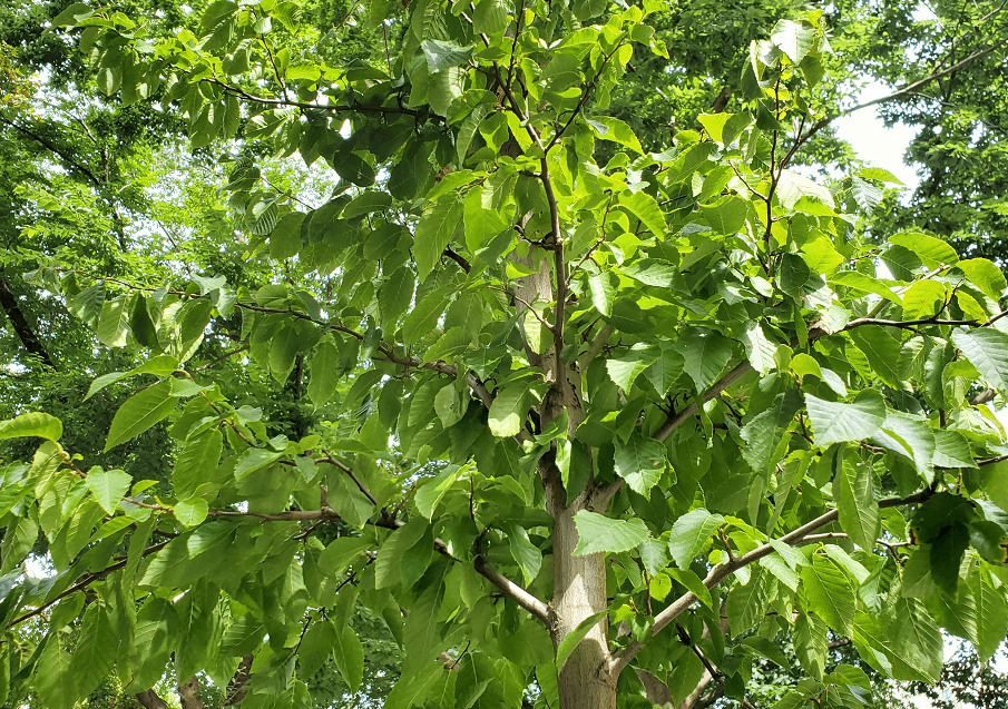 Arboretum - American hornbeam — Madison Square Park Conservancy