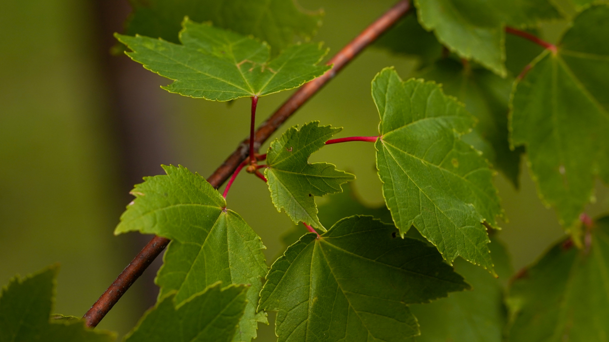 Arboretum - Red maple — Madison Square Park Conservancy
