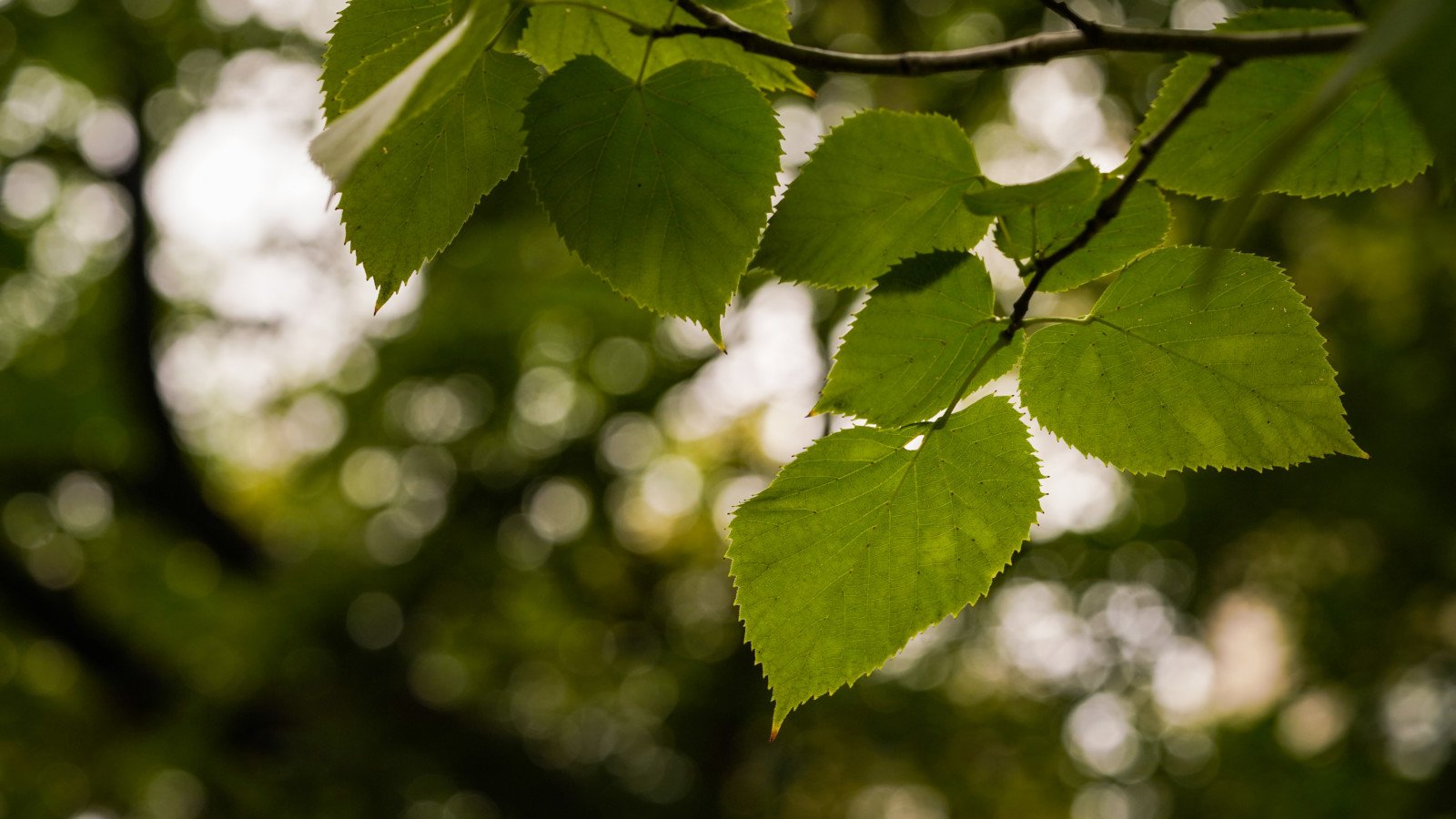 Arboretum - American basswood — Madison Square Park Conservancy