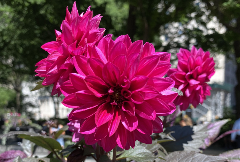 American Flowers Week — Madison Square Park Conservancy