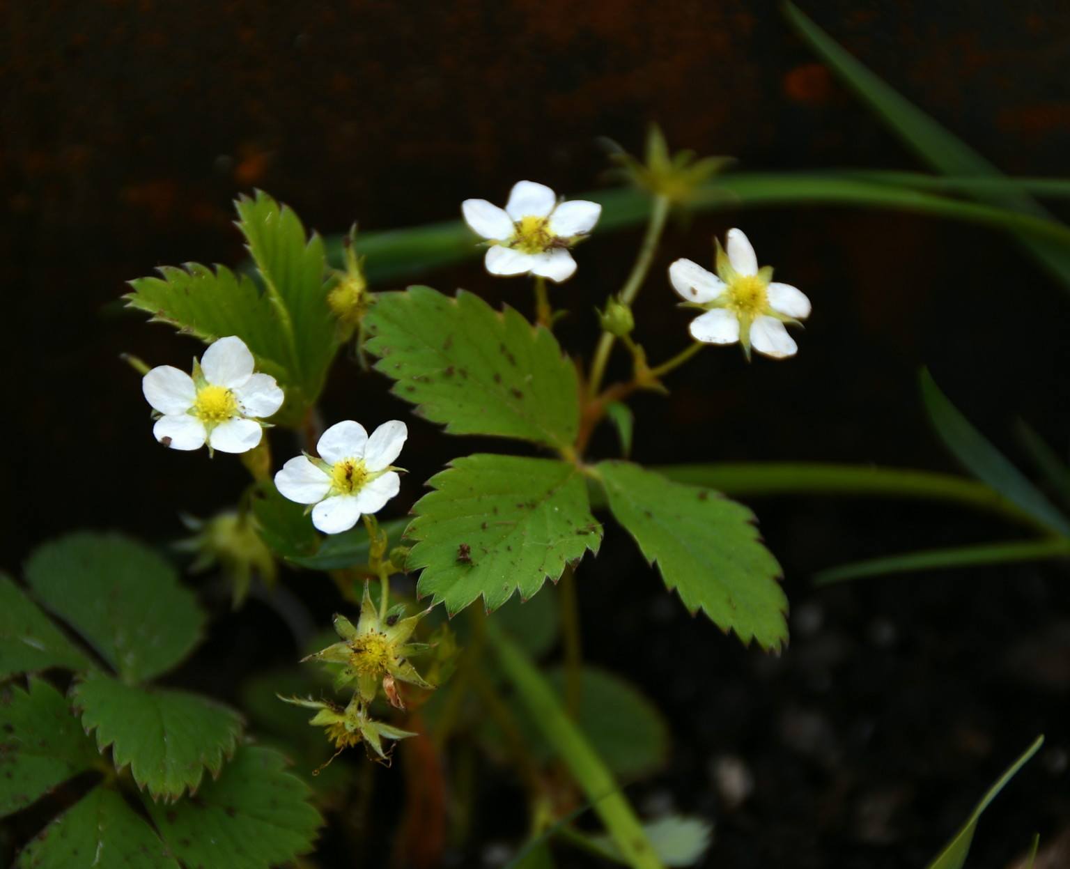 Spring Native Plant Garden — Madison Square Park Conservancy