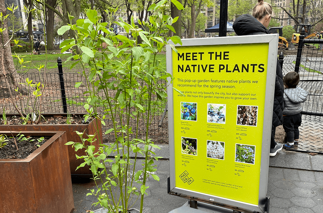 Spring Native Plant Garden — Madison Square Park Conservancy