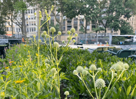 Exploring Native Cut Flowers — Madison Square Park Conservancy