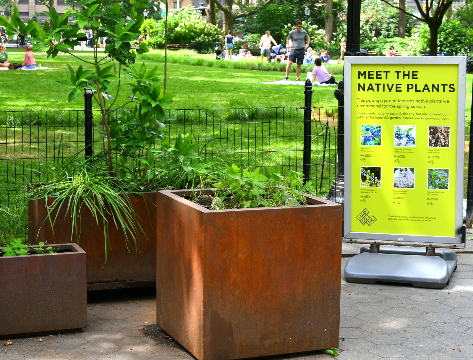Summer Native Plant Garden — Madison Square Park Conservancy