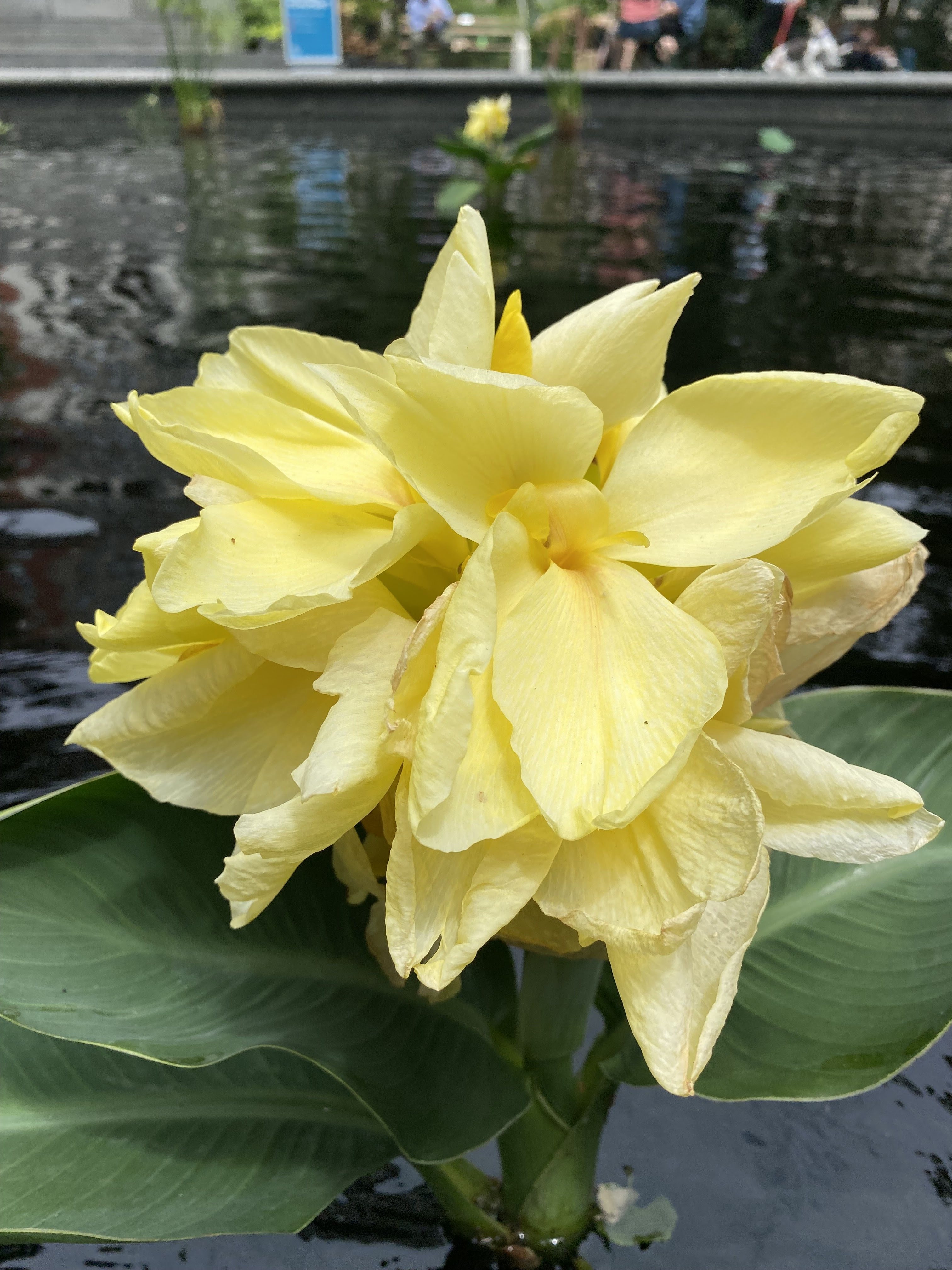 Exploring Madison Square Park's Water Garden — Madison Square Park ...