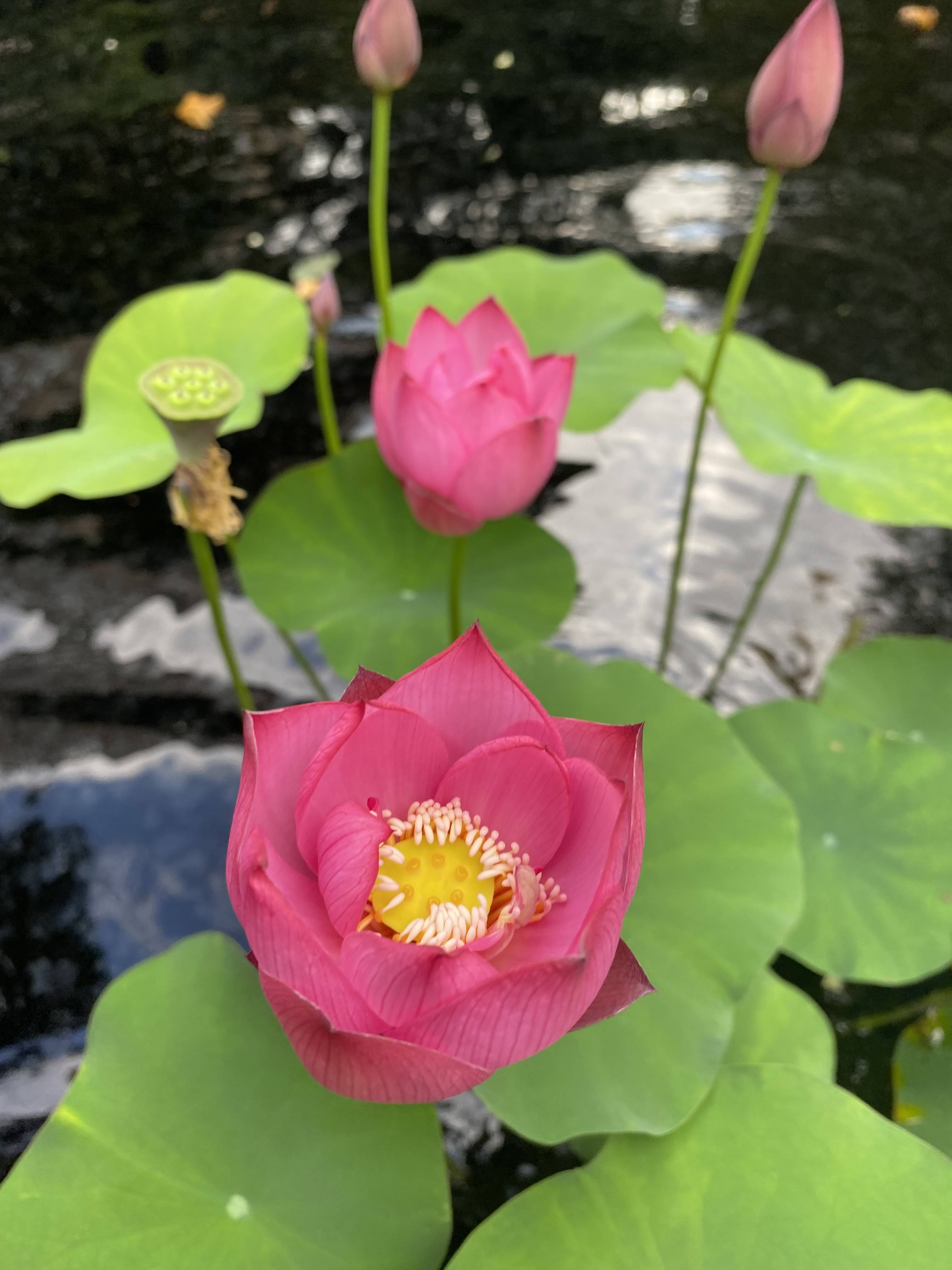 Exploring Madison Square Park's Water Garden — Madison Square Park ...