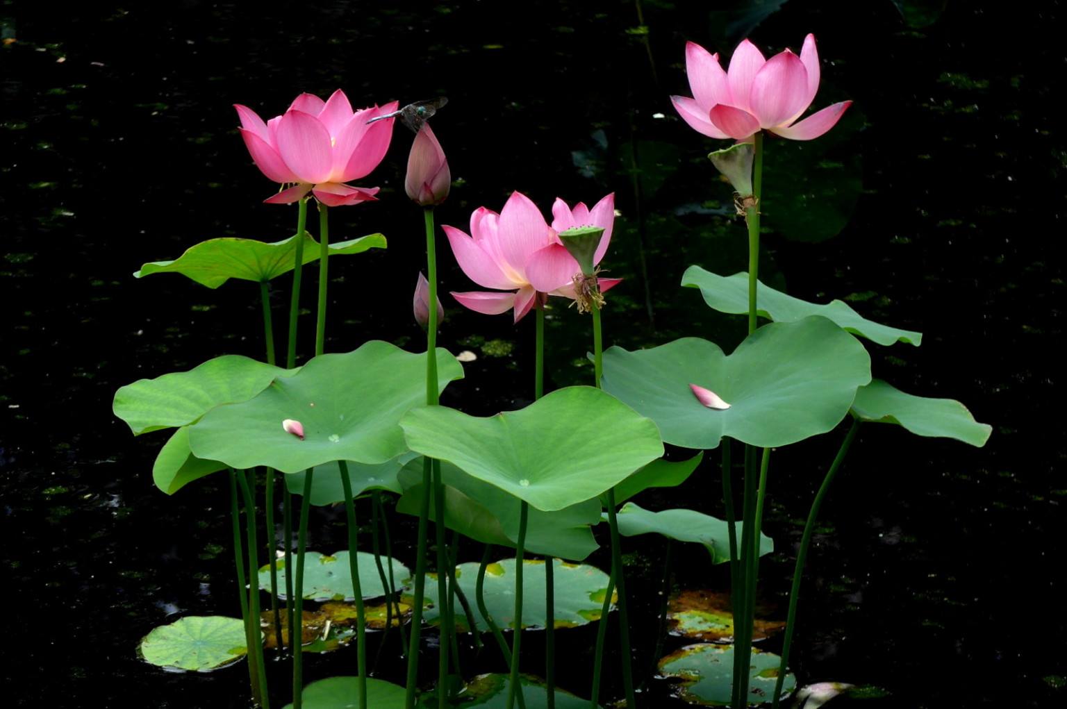 Exploring Madison Square Park's Water Garden — Madison Square Park ...