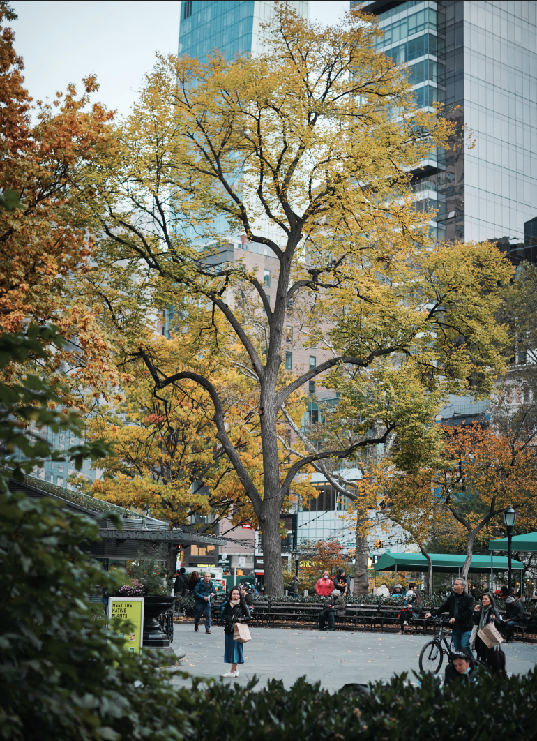 The Trees of Madison Square Park — Madison Square Park Conservancy