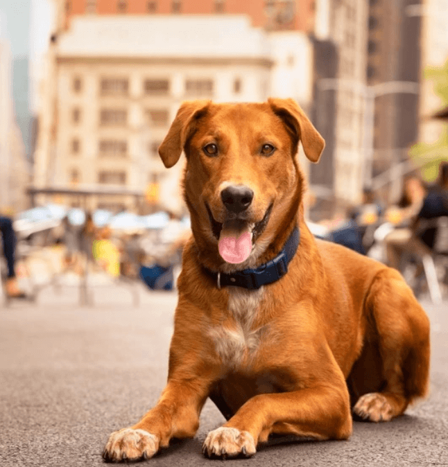 Meet Cooper — Madison Square Park Conservancy